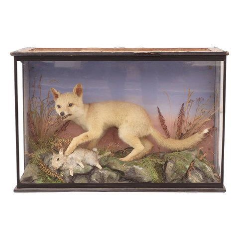Unusual Taxidermy Shadow Box – English Country Home